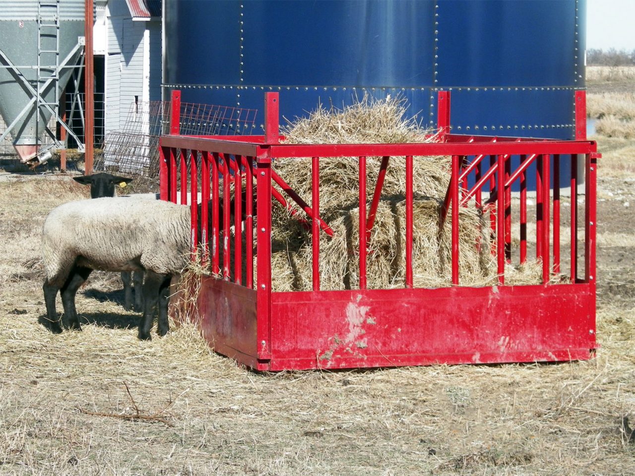 Sheep Hay Feeder | THE HAY-MIZER®